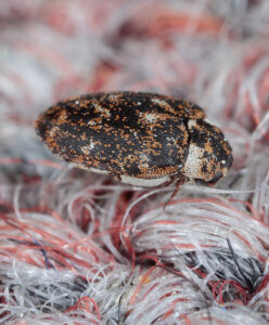 Carpet Beetle Pest Control Norfolk | Norfolk Pest Solutions