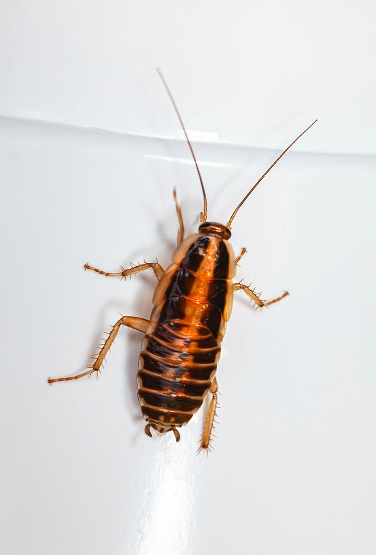 Cockroach Pest Control Norfolk | Norfolk Pest Solutions