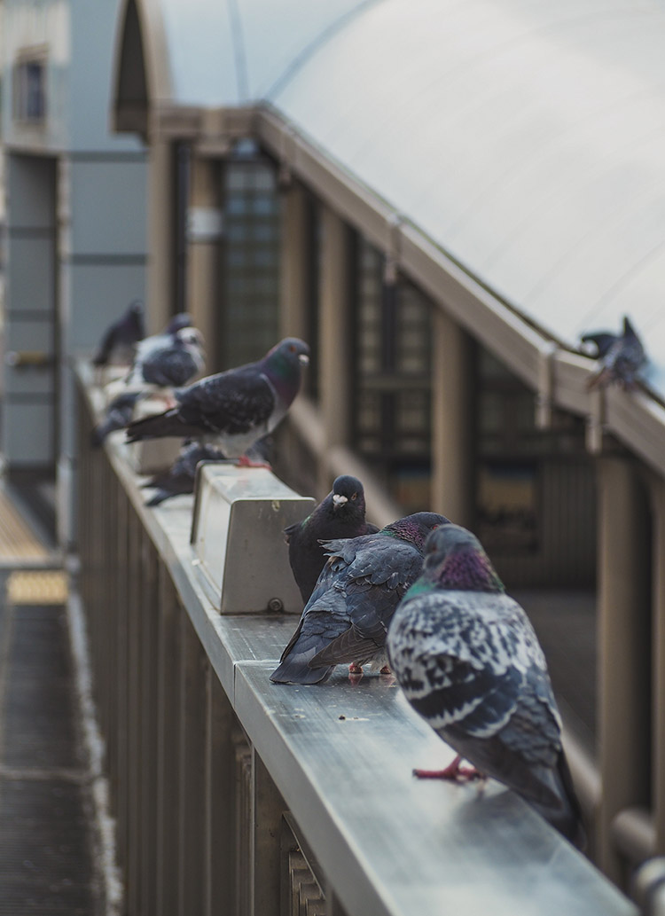 Bird Proofing Norfolk | Norfolk Pest Solutions